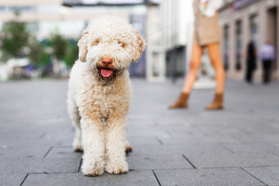 6 Lagotto Romagnolo Colors And Color Combinations