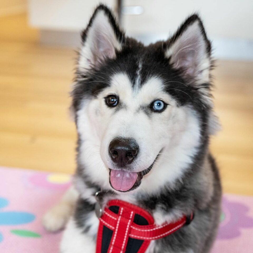 30 Alaskan Malamute Mixes: When The Fluff Prevails