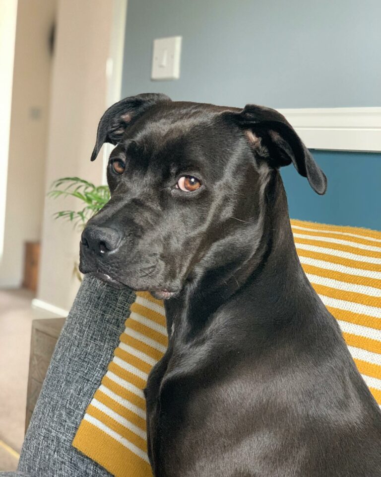 100 Mixed Dog Breeds You Didn’t Know Existed (With Pictures)