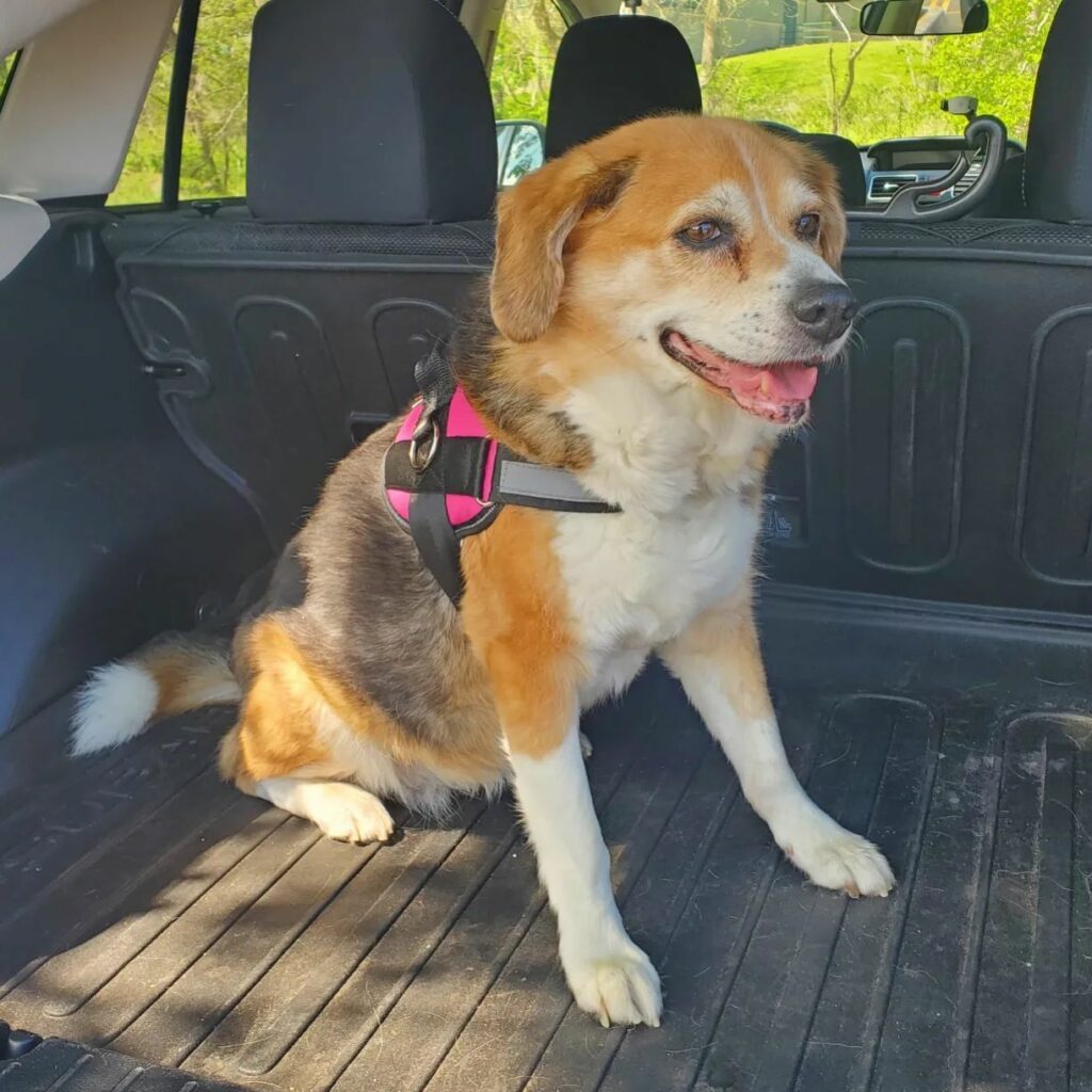 100 Mixed Dog Breeds You Didn’t Know Existed (With Pictures)