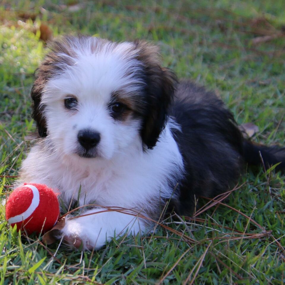 The Top 45 Shih Tzu Mixes That Make Terrific Pets