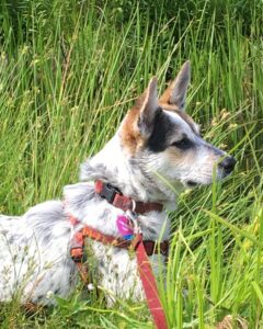 Blue Heeler Mixes: 30 Adorable Pups You Need To See