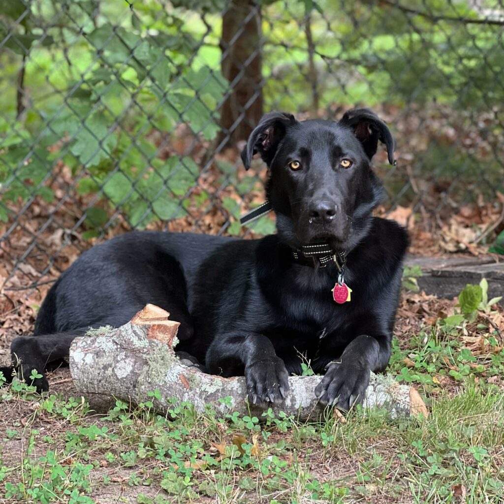 15 Anatolian Shepherd Mixes That Will Truly Amaze You
