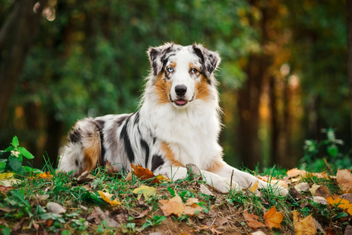 35 Shepherd Dog Breeds: The Best Guide To The Herding Dog