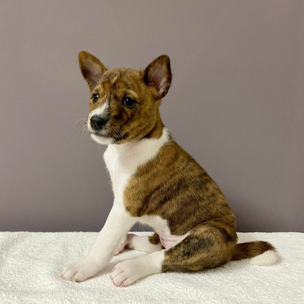 28 Brindle Dog Breeds That You Need To Check Out