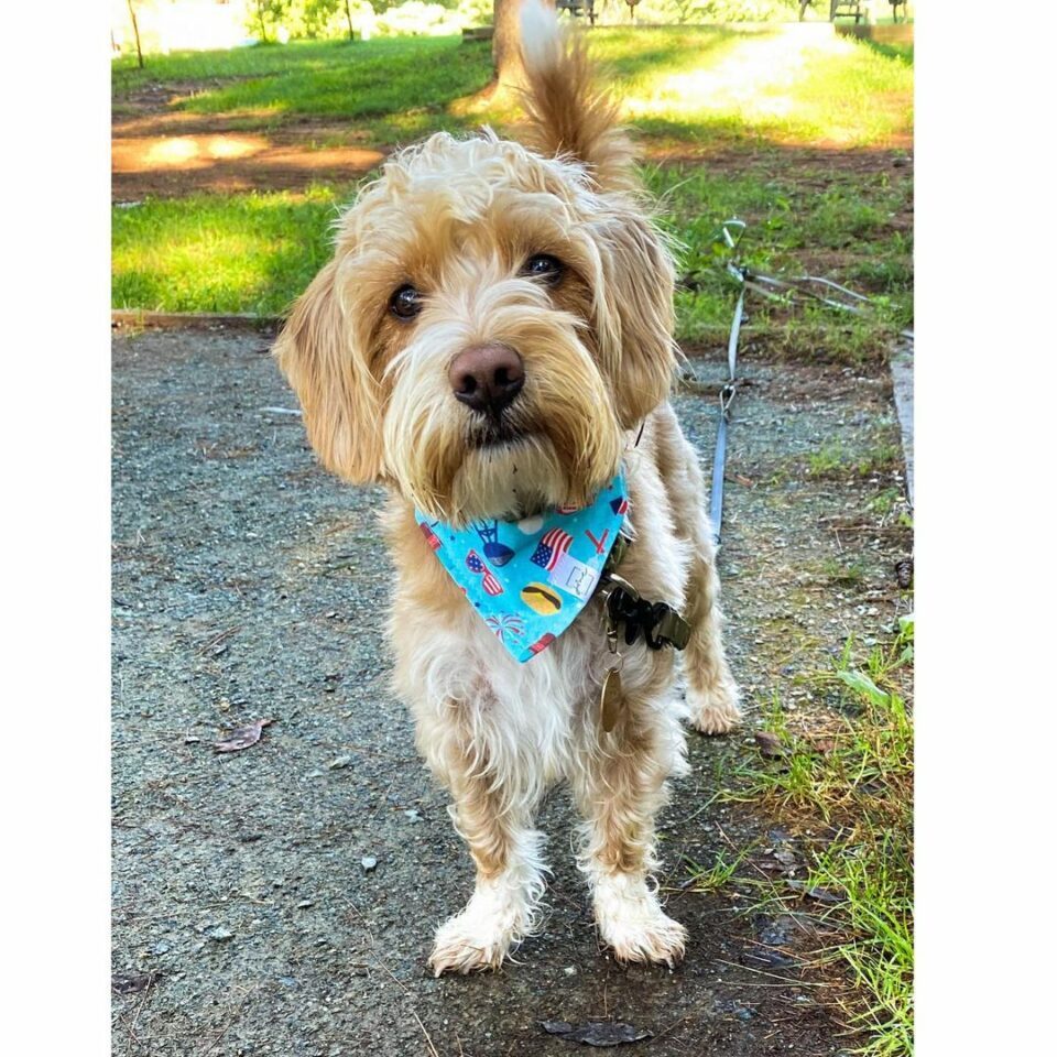 Lhasa Apso Mixes: Meet 22 Charismatic Crossbreeds