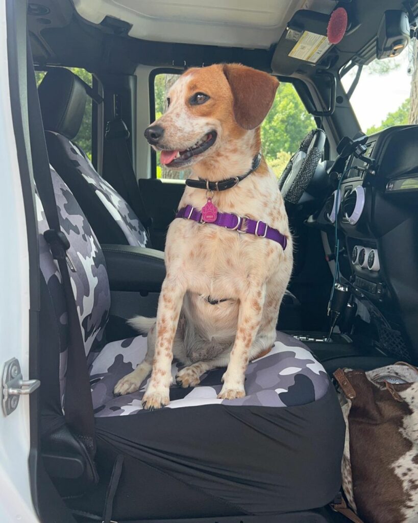 Blue Heeler Mixes: 30 Adorable Pups You Need To See