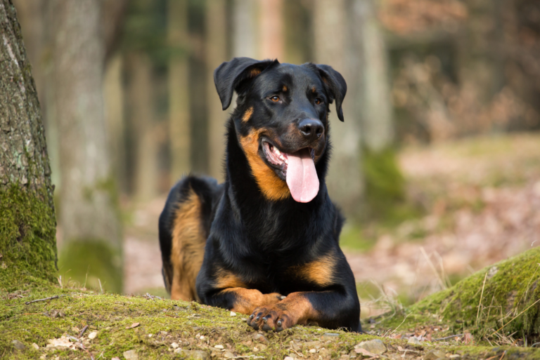 35 Shepherd Dog Breeds: The Best Guide To The Herding Dog