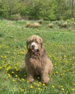 9 Newfoundland Colors With Pictures: Choose Your Favorite