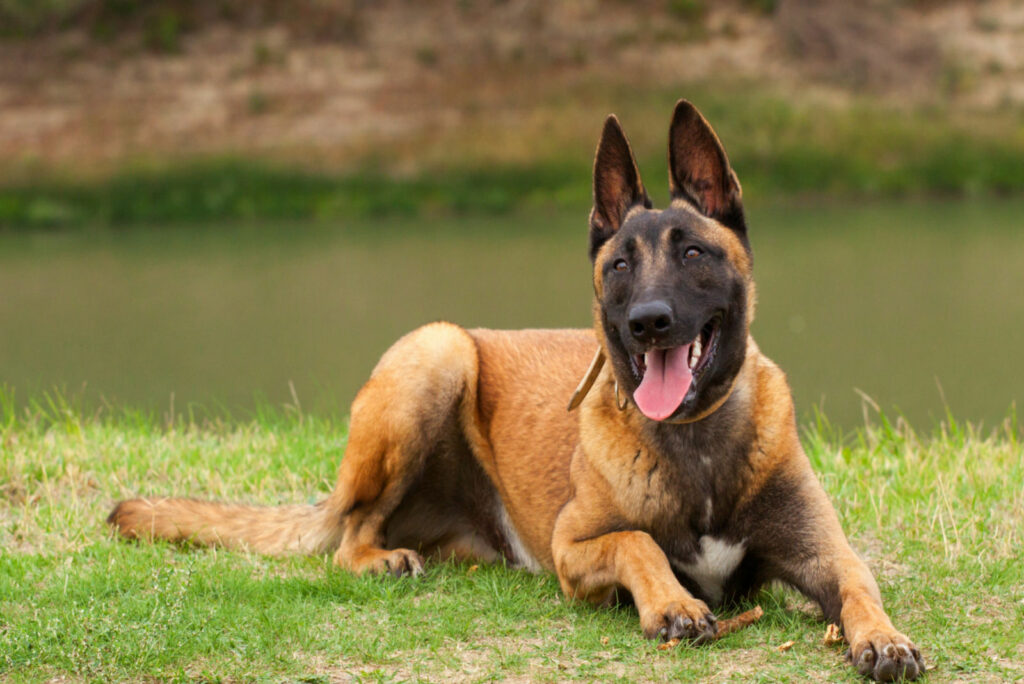 35 Shepherd Dog Breeds: The Best Guide To The Herding Dog