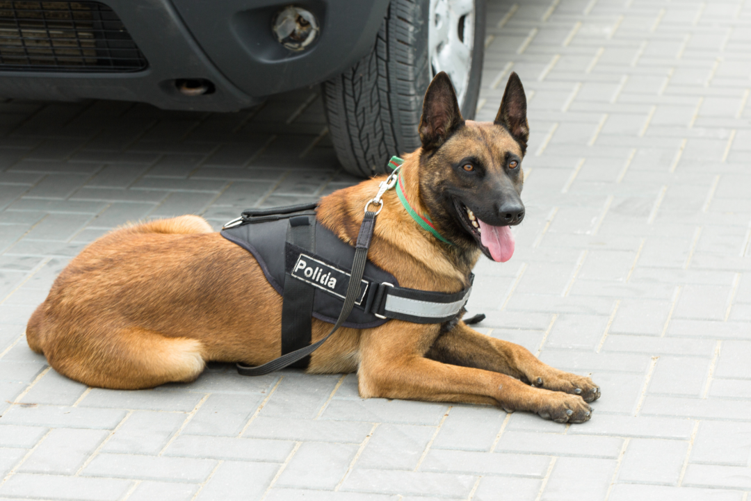 All About Military Belgian Malinois: Favorite K9 Fighter
