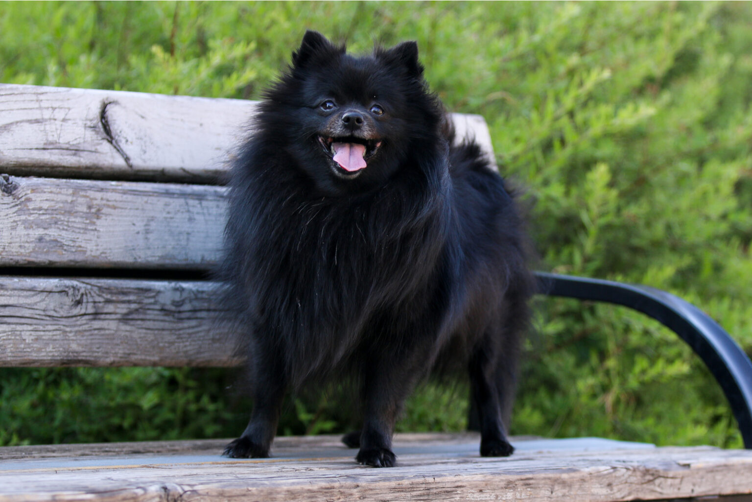 A Complete Guide To 25 Gorgeous Pomeranian Colors