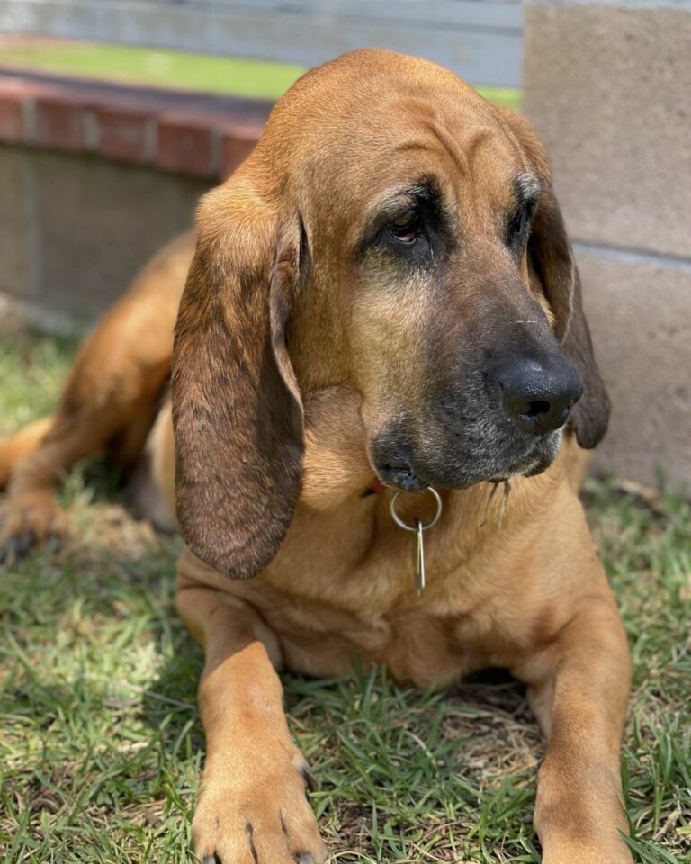 The Complete Guide To 3 Bloodhound Colors