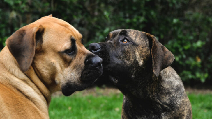 Boerboel 4 Colors & 4 Markings: Get To Know This Dog's Coat