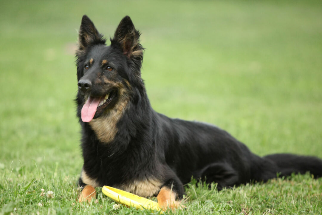 35 Shepherd Dog Breeds: The Best Guide To The Herding Dog