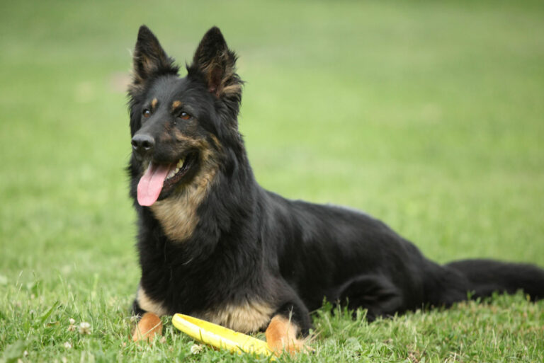 35 Shepherd Dog Breeds: The Best Guide To The Herding Dog