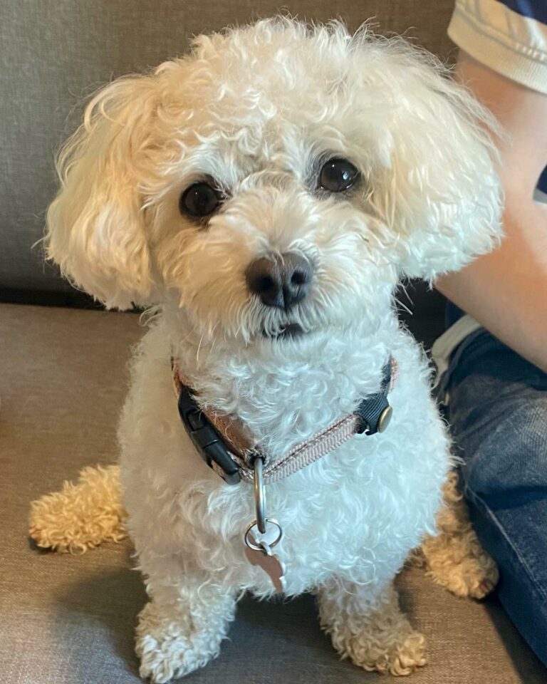 16 Italian Dog Breeds: Find Your Favorite Italian