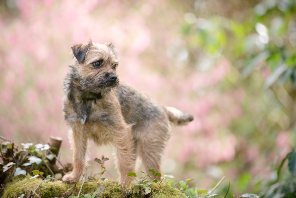 4 Border Terrier Colors: Which One To Pick?