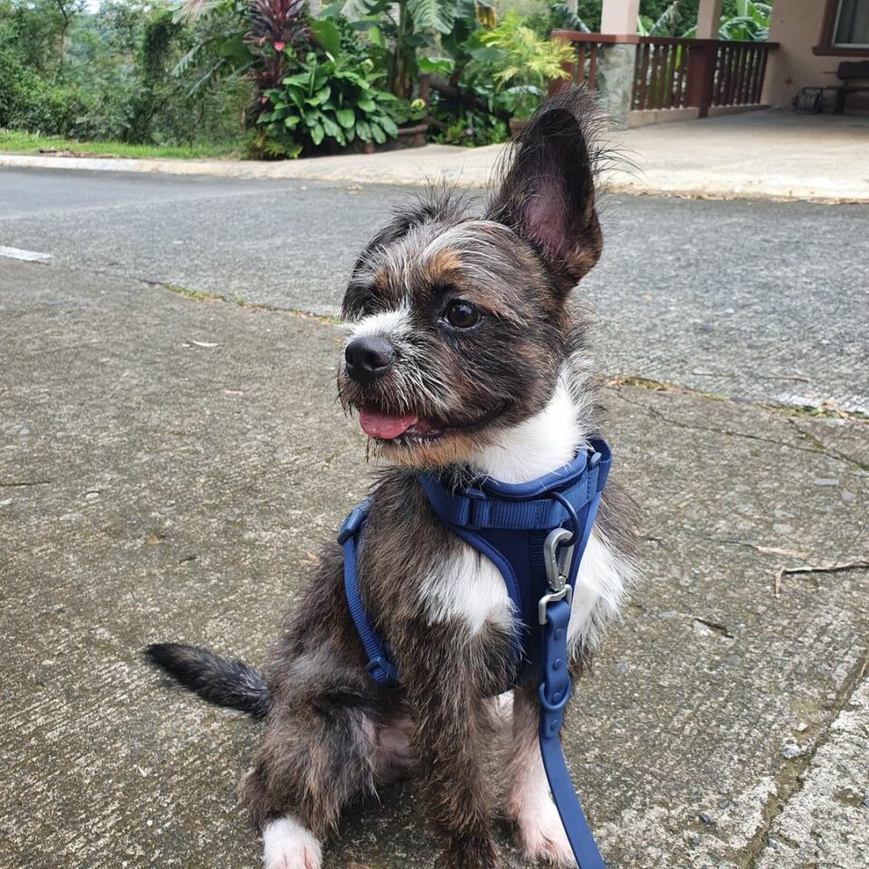 Lhasa Apso Mixes: Meet 22 Charismatic Crossbreeds