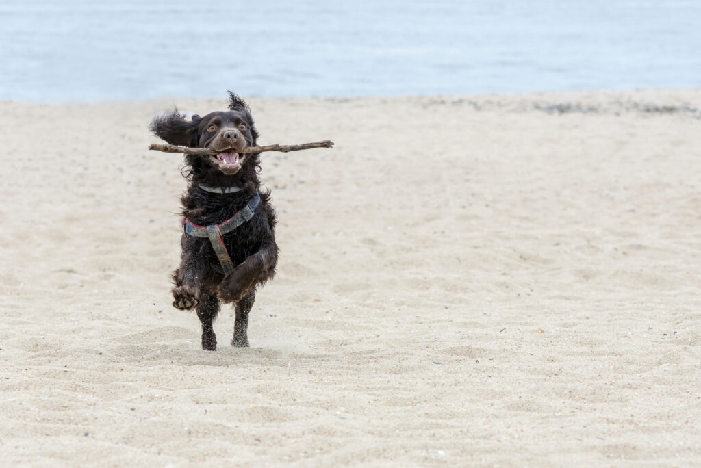 Boykin Spaniel Training: From Playful Pup To An Obedient Dog