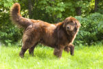 9 Newfoundland Colors With Pictures: Choose Your Favorite