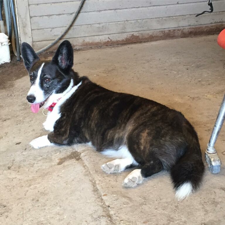 28 Brindle Dog Breeds That You Need To Check Out