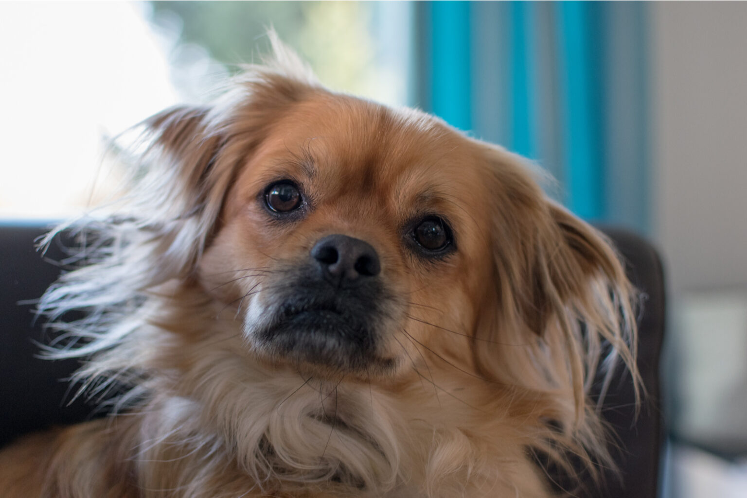 40 Cavalier King Charles Spaniel Mixes Nobody Can't Resist