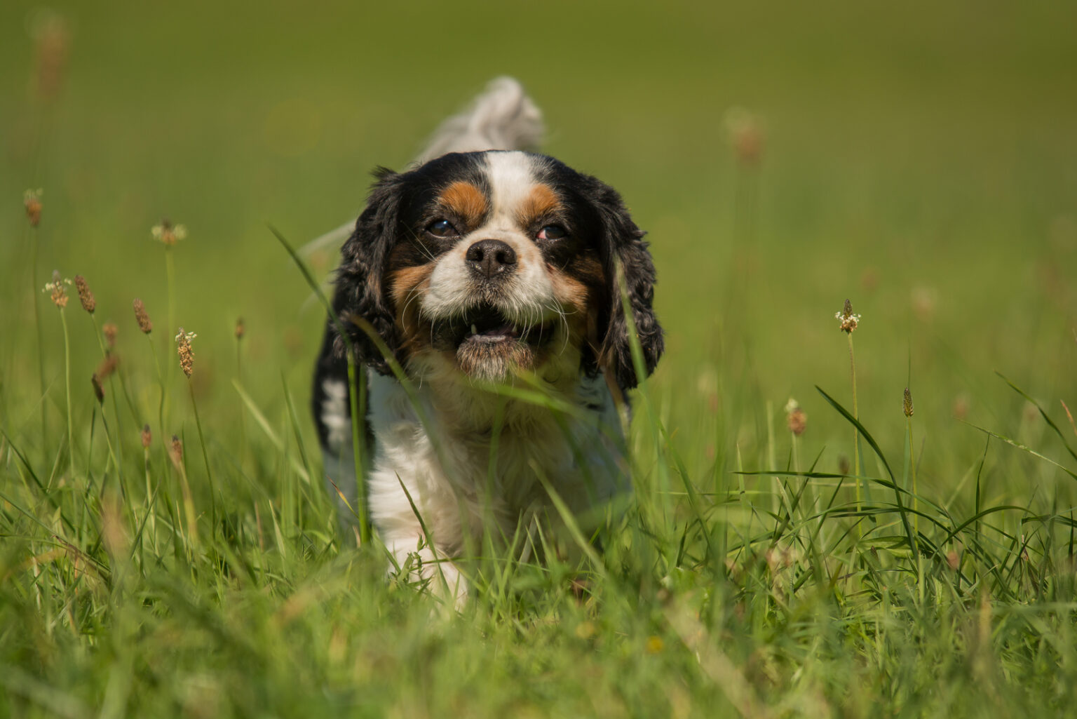 40 Cavalier King Charles Spaniel Mixes Nobody Can't Resist