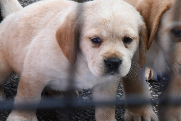 40 Cavalier King Charles Spaniel Mixes Nobody Can't Resist
