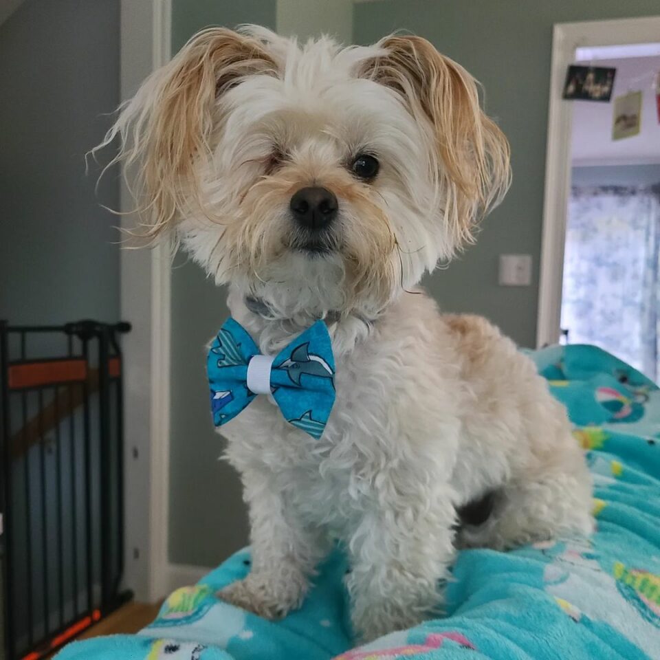 The 30 Cutest Havanese Mixes In Existence – Gotta Pet ‘Em All