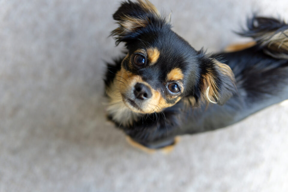 40 Cavalier King Charles Spaniel Mixes Nobody Can't Resist