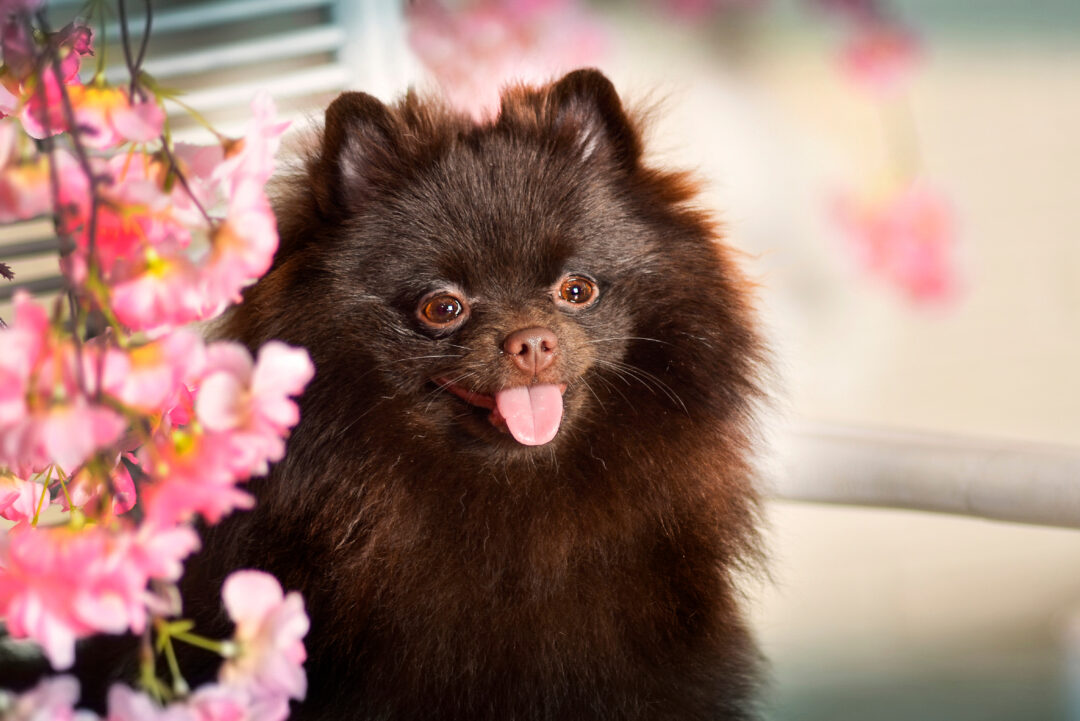 A Complete Guide To 25 Gorgeous Pomeranian Colors