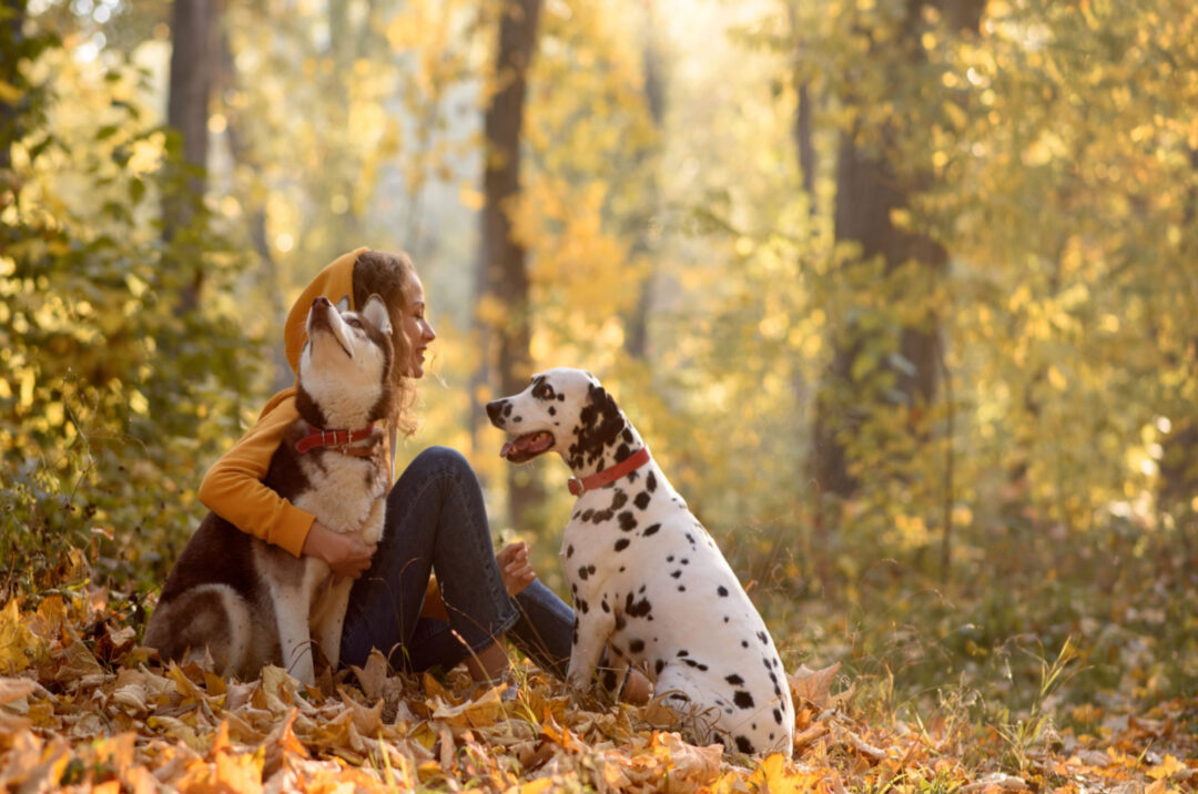 Dalmatian Husky Mix: Meet The Dalusky