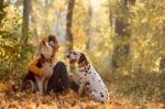 Dalmatian Husky Mix: Meet The Dalusky