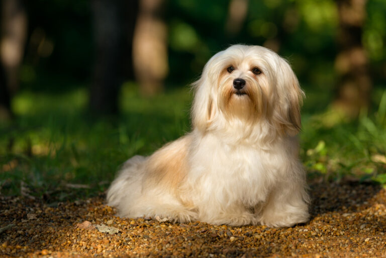 Dog Colors 101: An Introduction To Doggy Shades And Patterns - PupVine