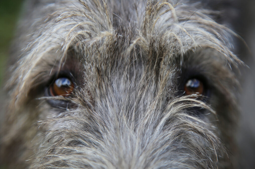 22 Irish Wolfhound Colors To Make Your Day (With Pictures)