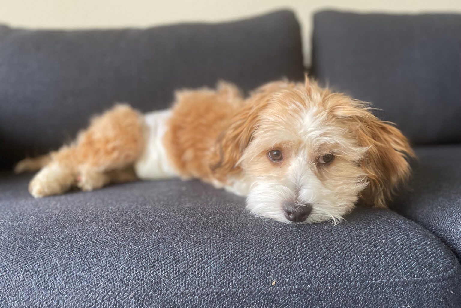 25 Havanese Colors That Will Blow Your Mind