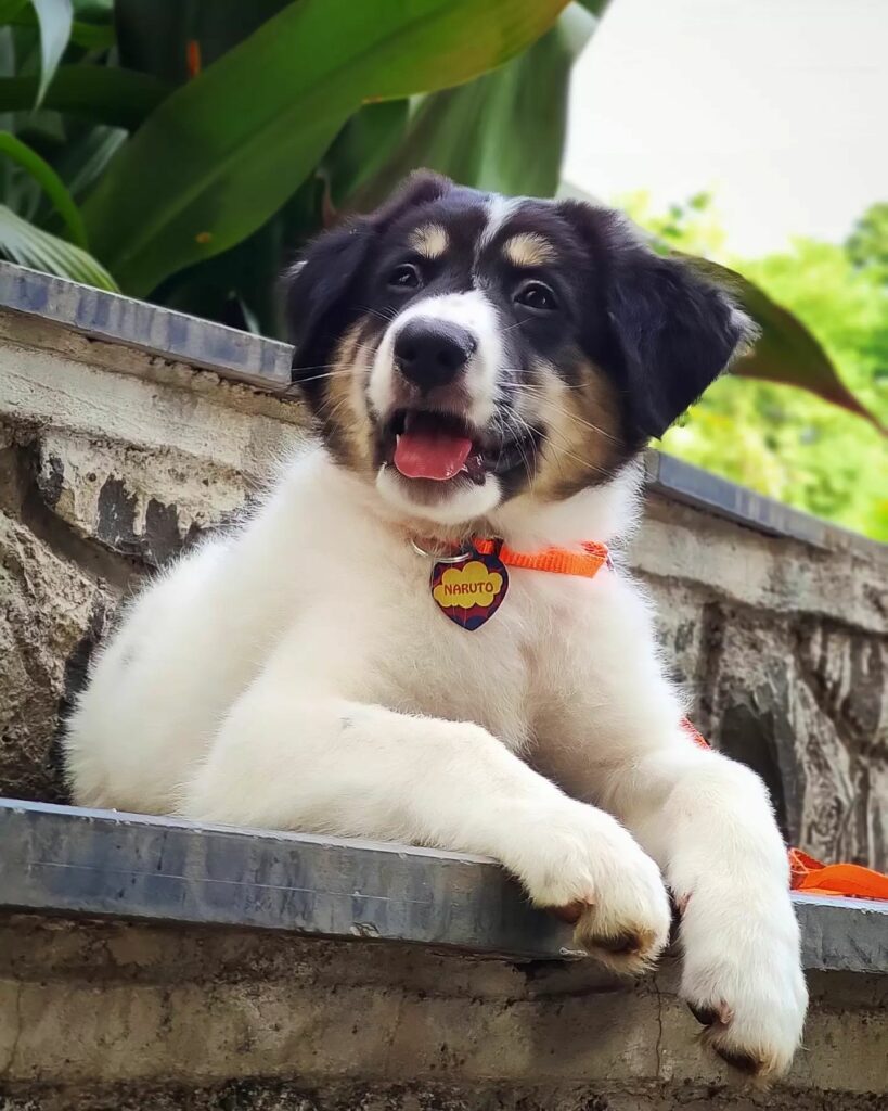 22 Indian Dog Breeds That Will Surprise You