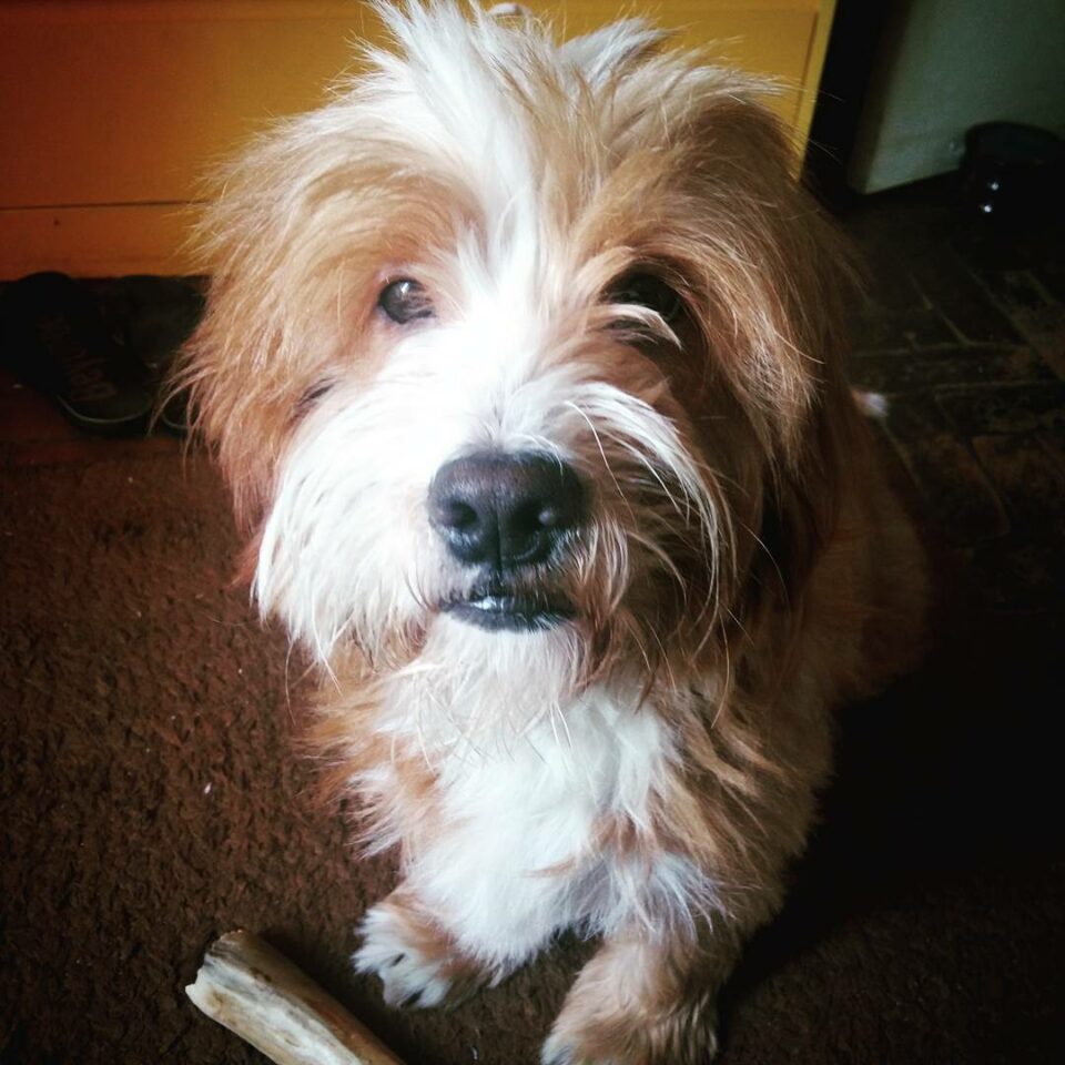 Lhasa Apso Mixes: Meet 22 Charismatic Crossbreeds