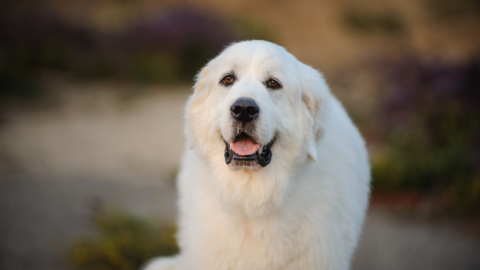Great Pyrenees Dew Claws: Should You Keep Them Or Not?