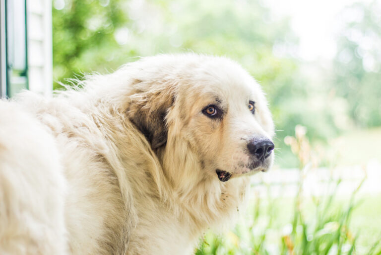 Great Pyrenees Colors: The White Color & 4 Markings