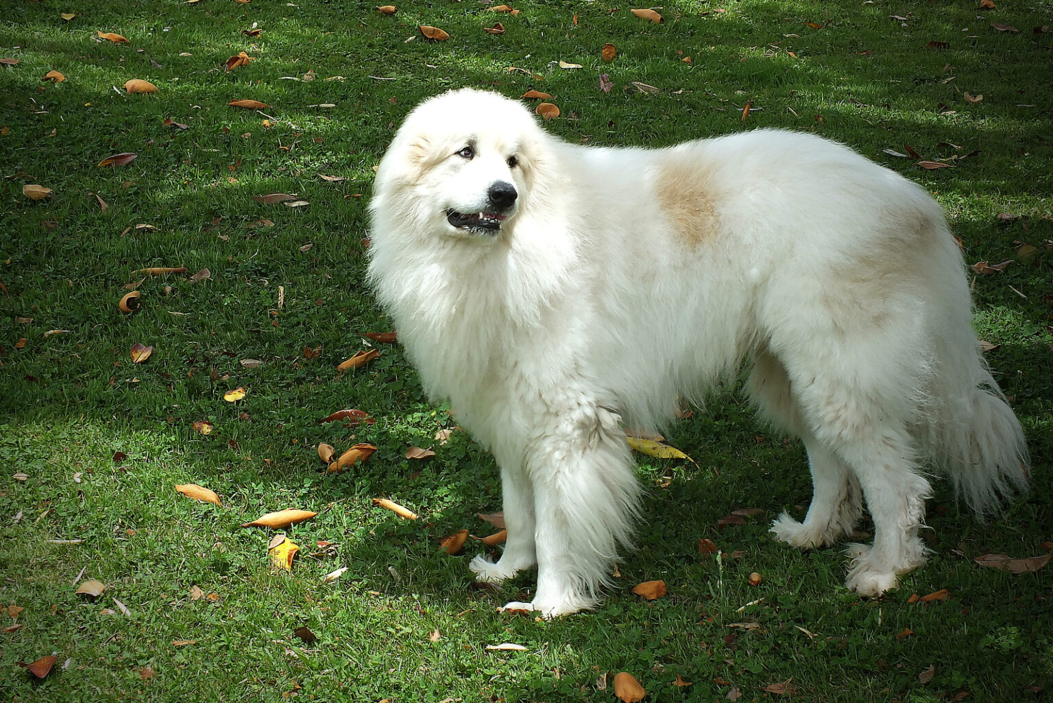 Great Pyrenees Colors: The White Color & 4 Markings