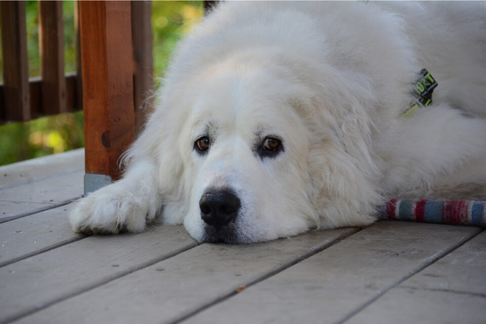 How Much Does A Great Pyrenees Cost: Price For A Big Dog
