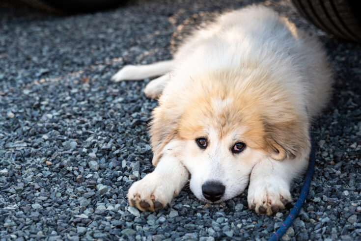 Great Pyrenees Colors: The White Color & 4 Markings