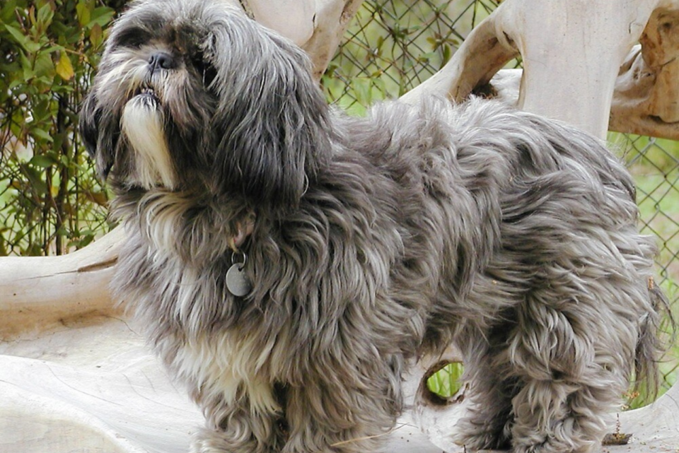 20 Lhasa Apso Colors That Are Too Cute To Handle