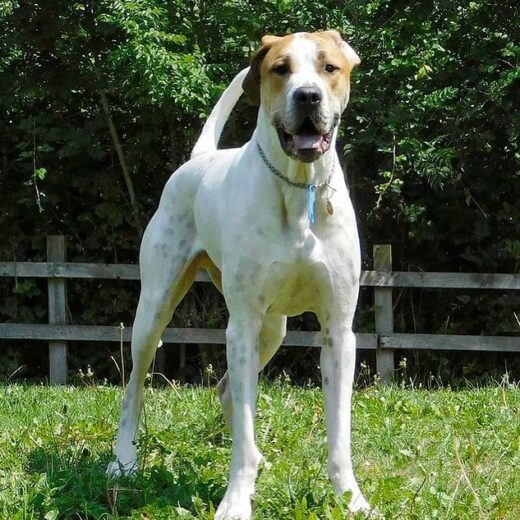 Most Dangerous Dogs: 43 Big And Small Hazardous Breeds