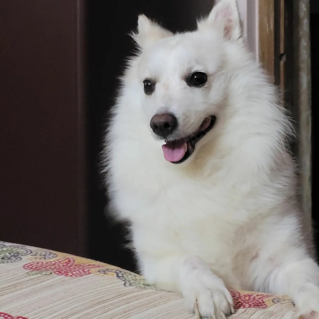 22 Indian Dog Breeds That Will Surprise You