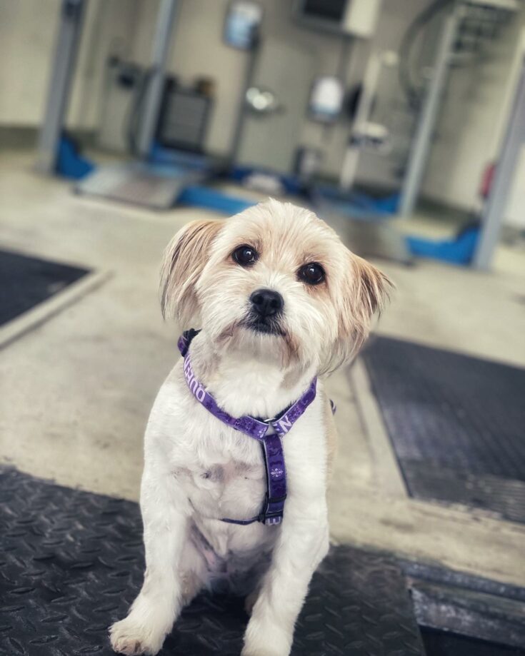 The Top 45 Shih Tzu Mixes That Make Terrific Pets