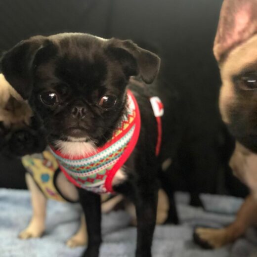 50 Pug Mixes: Cutest Crossbreeds You're Going To Love