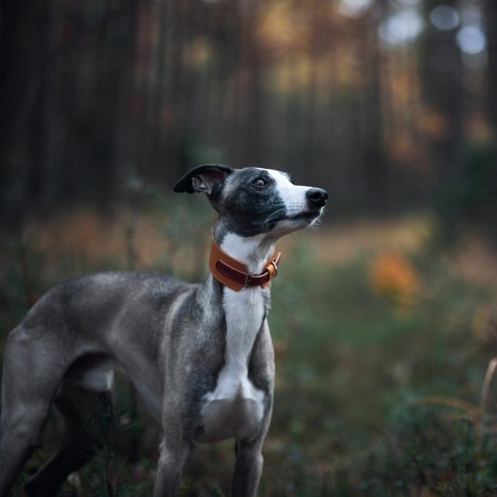 22 Indian Dog Breeds That Will Surprise You